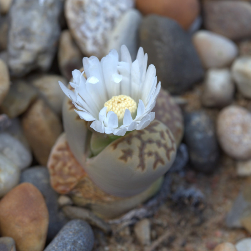 Graines de Lithops julii - Semences de plante caillou