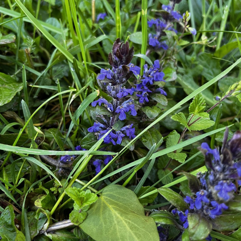 Graines de Bugle rampant - Semences d'Ajuga reptans