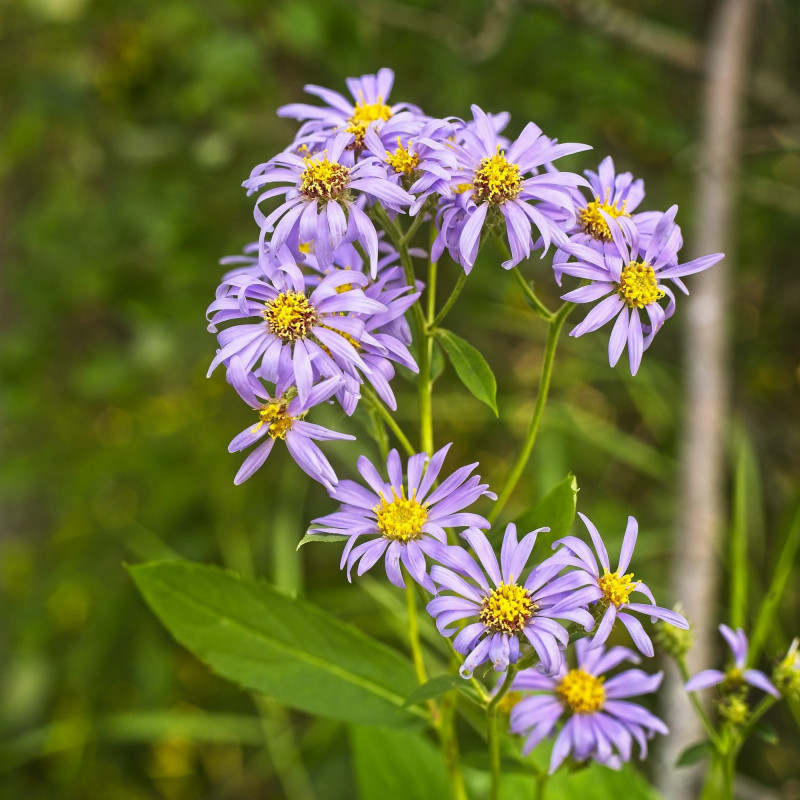 Graines d'Aster des Pyrénées - Semences d'Aster pyrenaeus