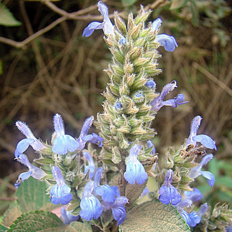 Graines de Chia - Semences de Salvia hispanica