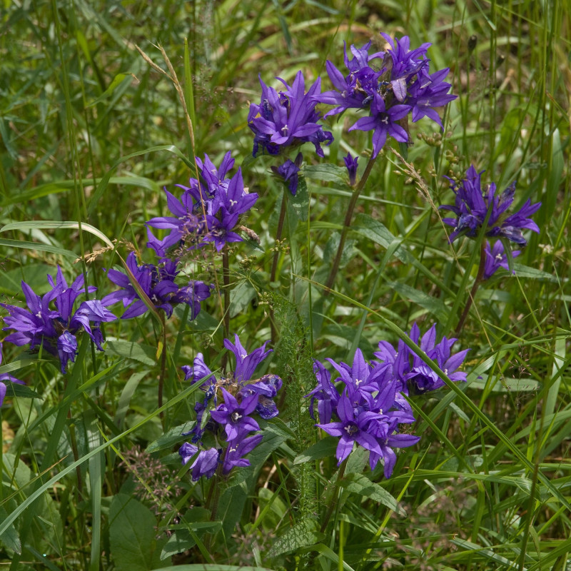 Graines de Campanule agglomérée - Semences de Campanula glomerata