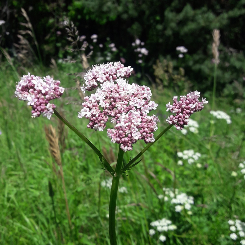 Graines de Valériane officinale - Semences de Valeriana officinalis