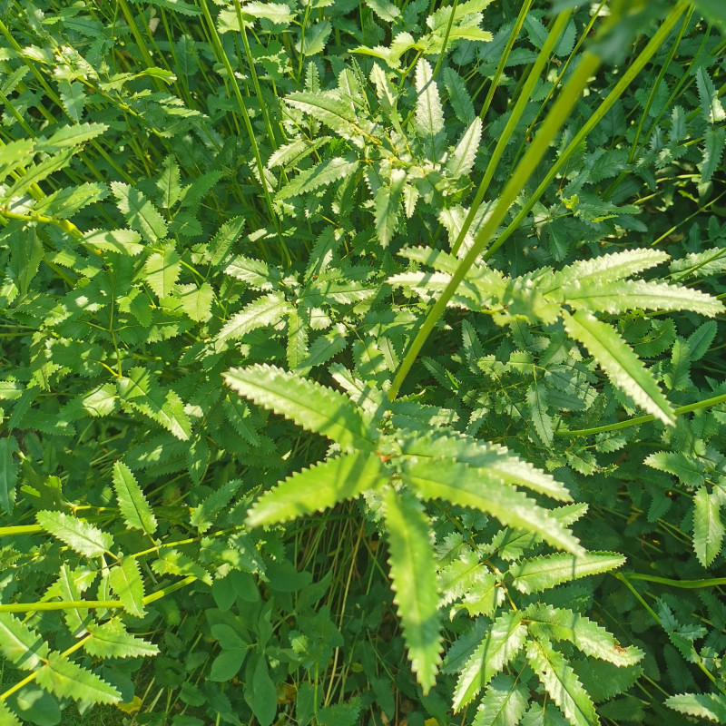 Graines de Pimprenelle officinale - Semences de Sanguisorba officinalis