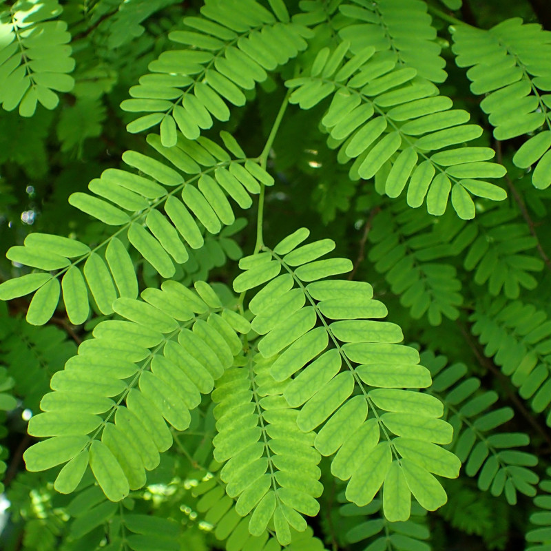 Graines de Tamarinier - Semences de Tamarindus indica