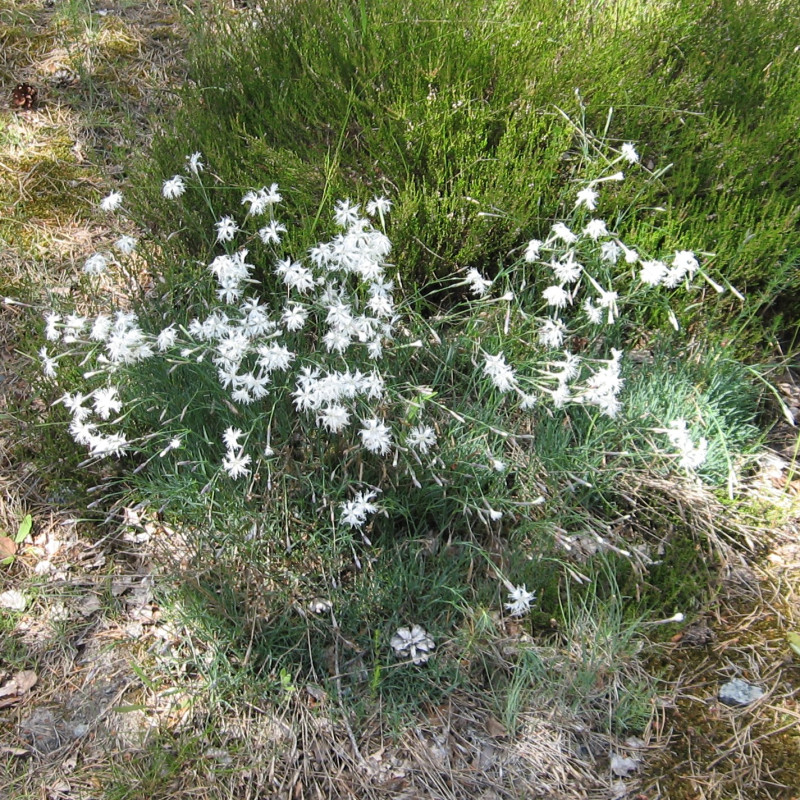 Graines de Dianthus arenarius - Semences d'Œillet des sables
