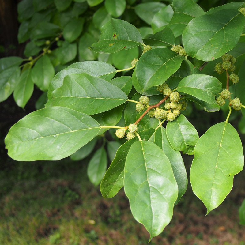 Graines de Maclura tricuspidata - Semences de Cudrang