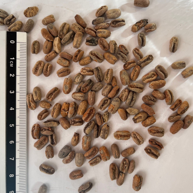 Graines de Dattier du Mékong - Semences de Phoenix roebelenii