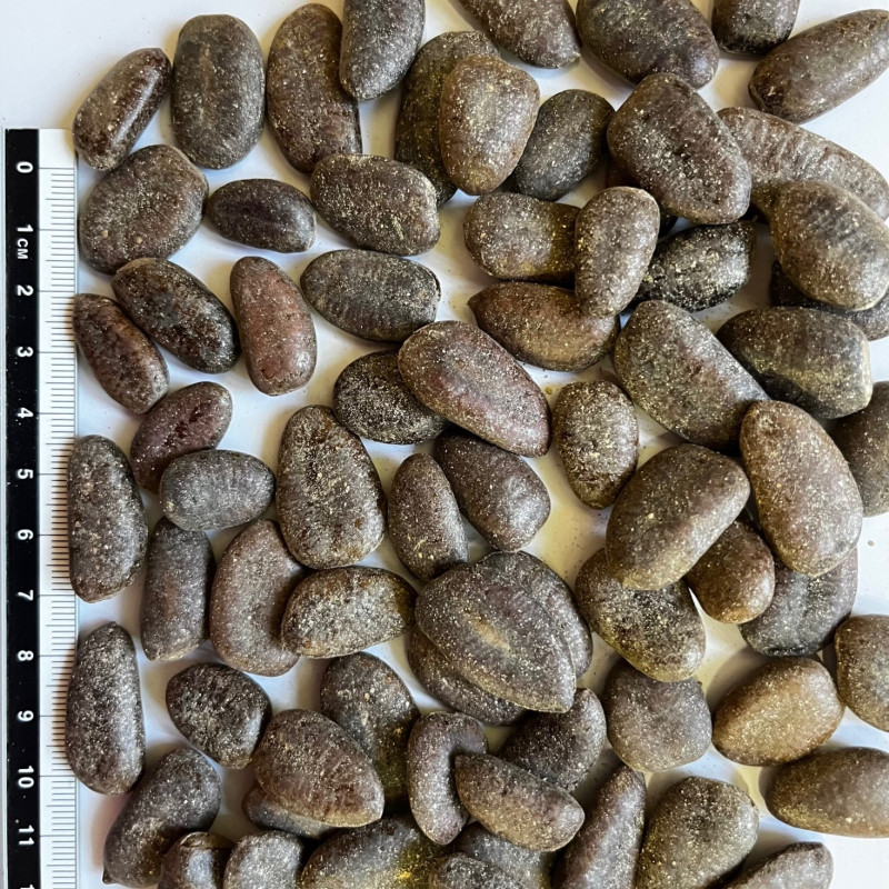 Graines d'Asiminier - Semences d'Asimina triloba