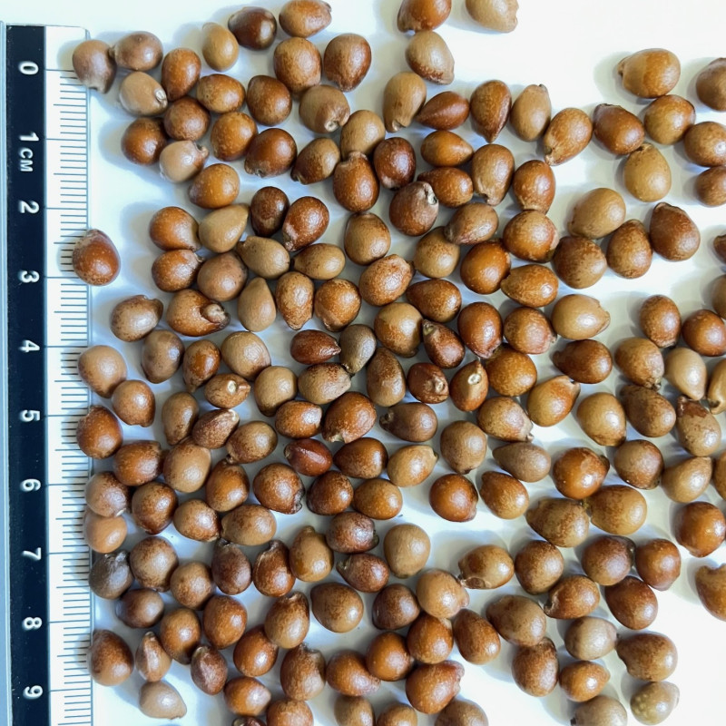 Graines de Staphylea colchica - Semences de faux pistachier de Colchide