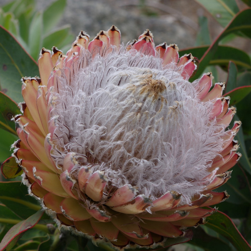 Graines de Protea magnifica