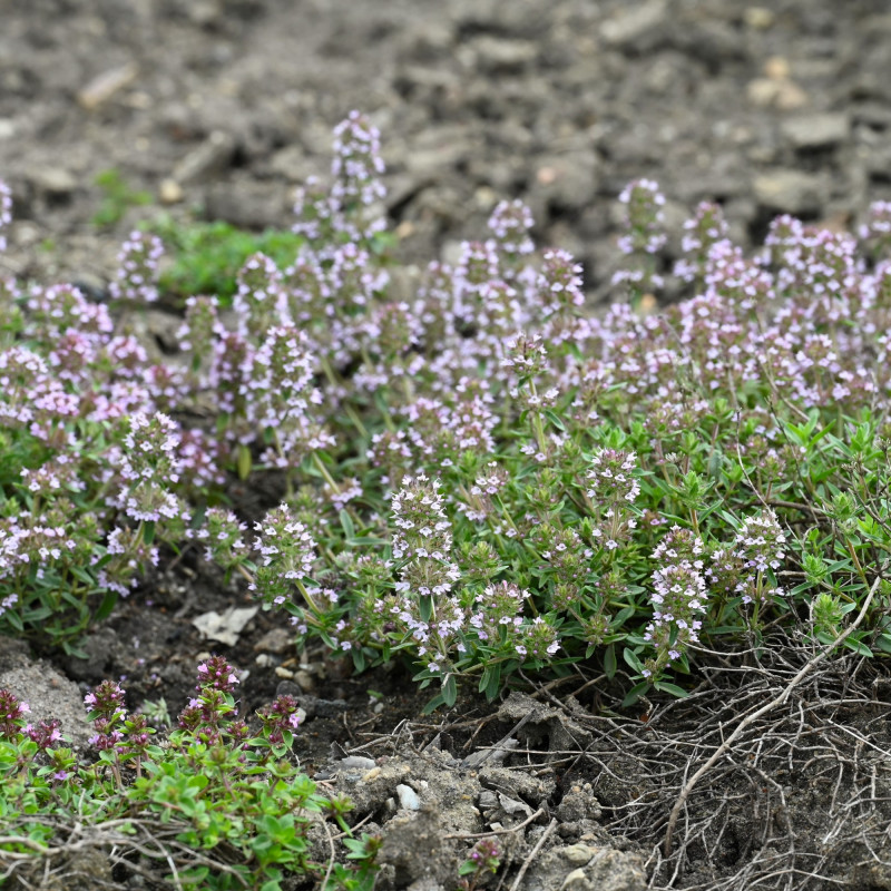 Graines de Thym serpolet - Semences de Thymus serpyllum