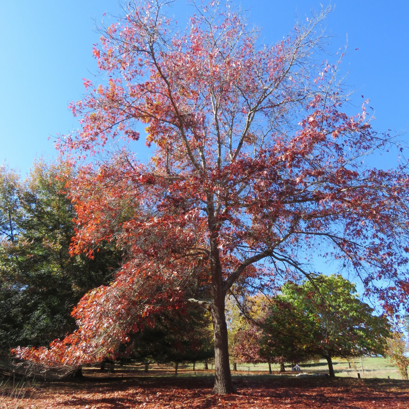 Graines de Chêne écarlate - Semences de Quercus coccinea