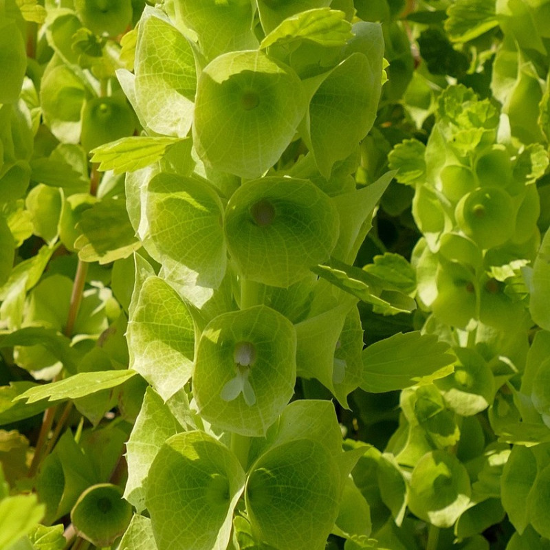 Graines de Molucelle lisse - Semences du Moluccella laevis