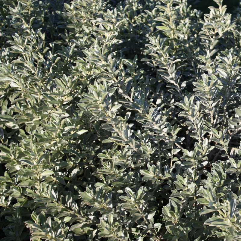 Graines de Podalyria sericea