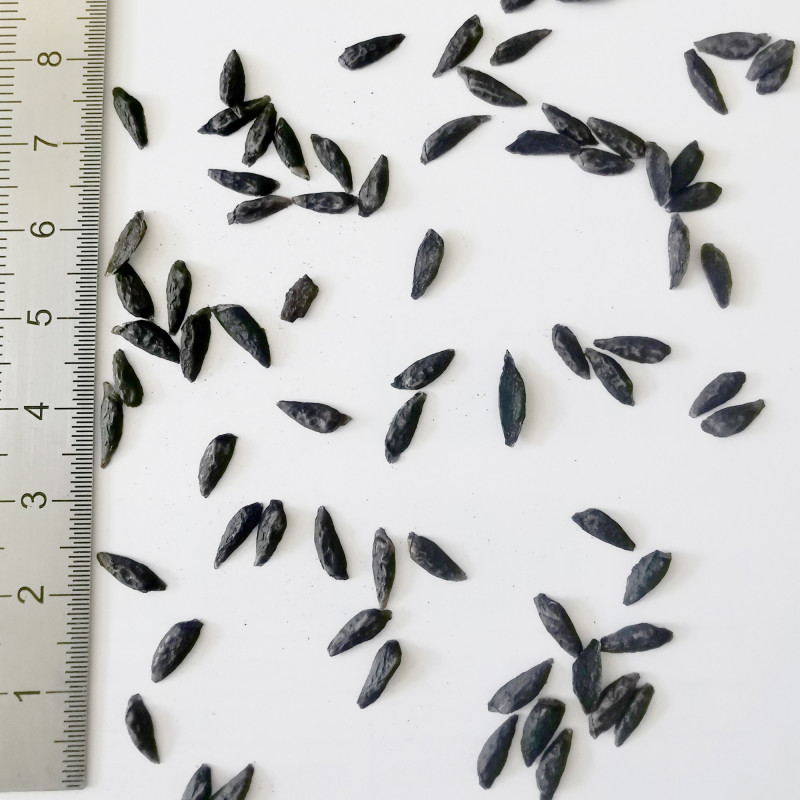 Graines de Hakea à feuilles de saule - Semences de Hakea saligna