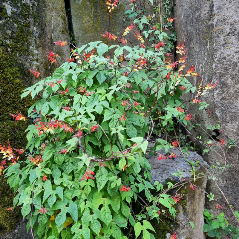 Graines de Mina lobata - Semences de Plumes d'Indien