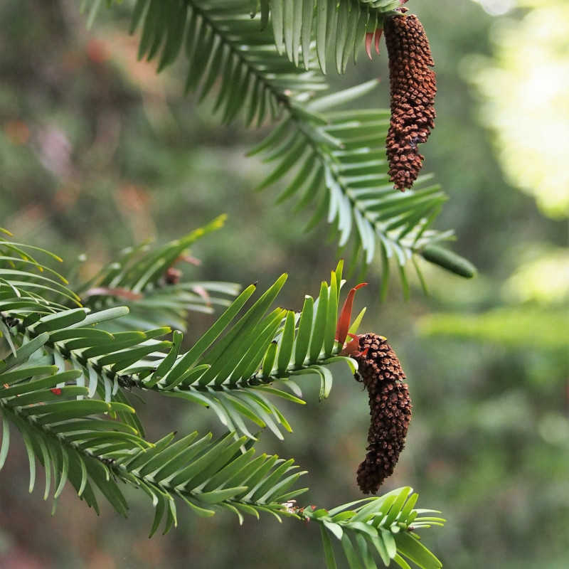 Graines de Wollemia nobilis - Semences de Pin de Wollemi