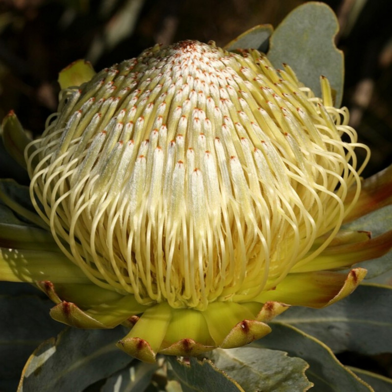Graines de Protea Nitida - Semences d'arbre de wagon