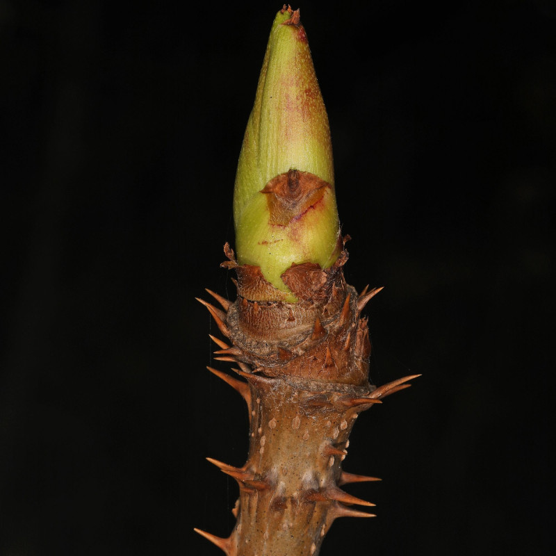 Graines d'Angélique épineuse - Semences d'Aralia spinosa
